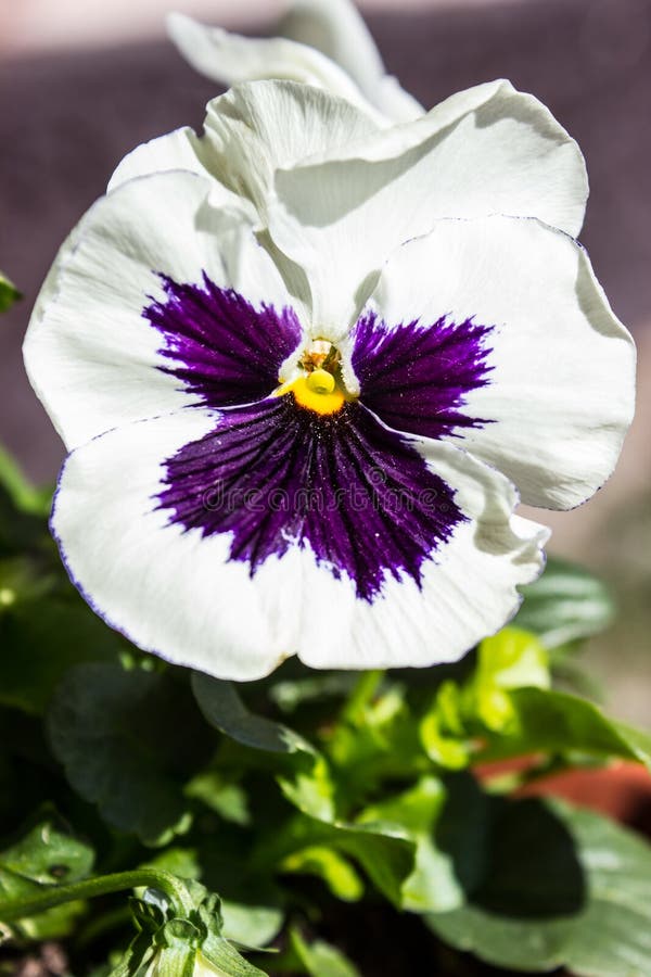 First spring pansy stock photo. Image of love, bloom - 89773490