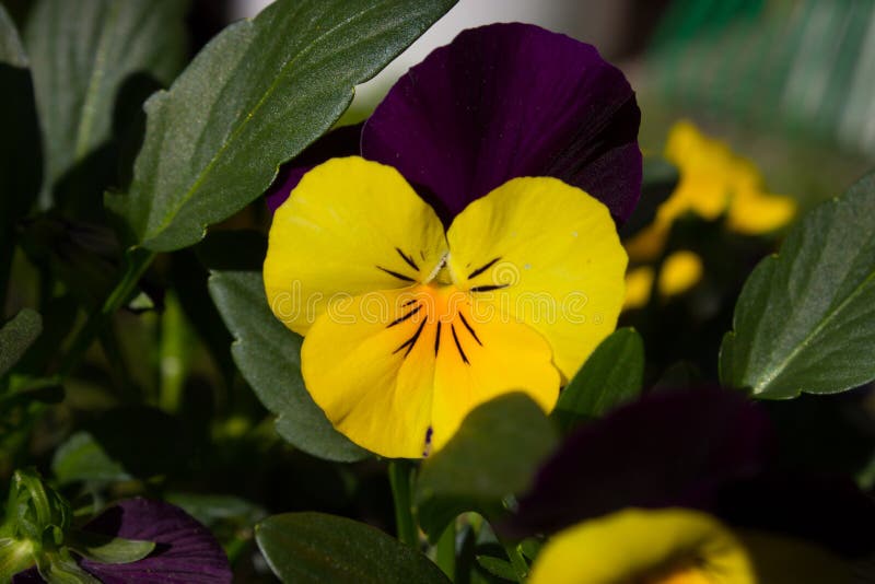First spring pansy stock photo. Image of flora, march - 90326648