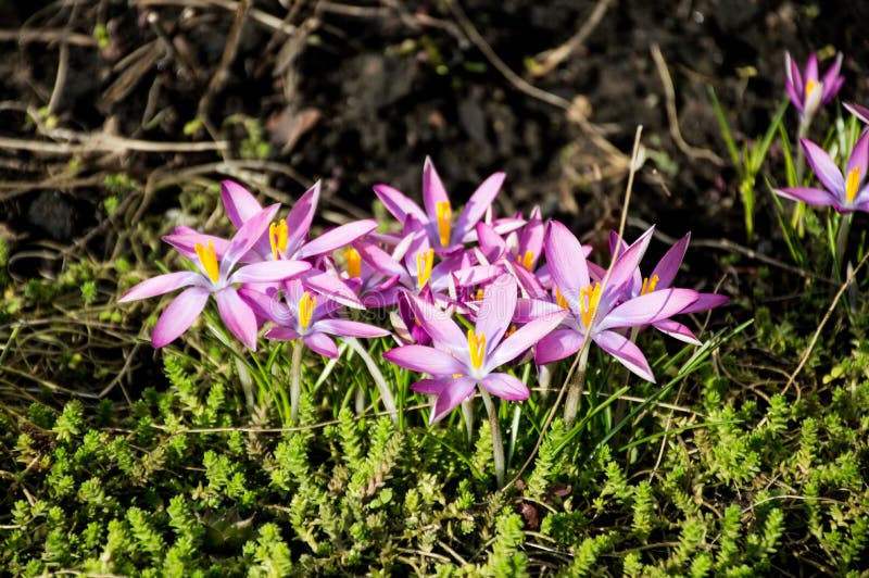 Pink crocus stock image. Image of leaves, magenta, botanical - 16108701