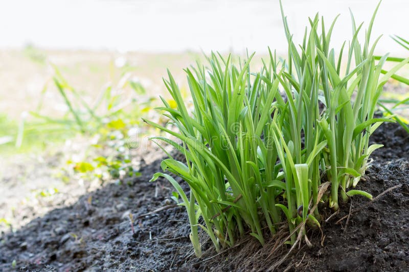 First Spring Plants. First Green Grass. Stock Image - Image of farm ...