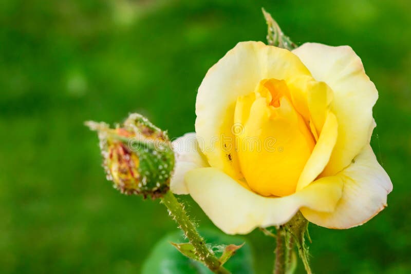 First Spring Roses in the Garden Stock Photo - Image of detail, plant ...