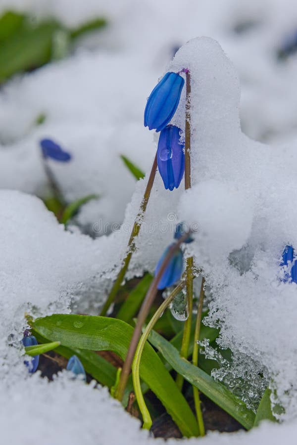 First Spring Scilla Flowers Under Snow Stock Image - Image of natural ...