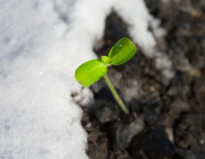 The first spring shoots stock photo. Image of nature - 13521800