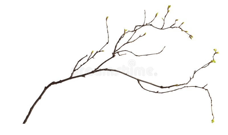 The First Spring Shoots on a Dry Branch Isolated Stock Photo - Image of ...