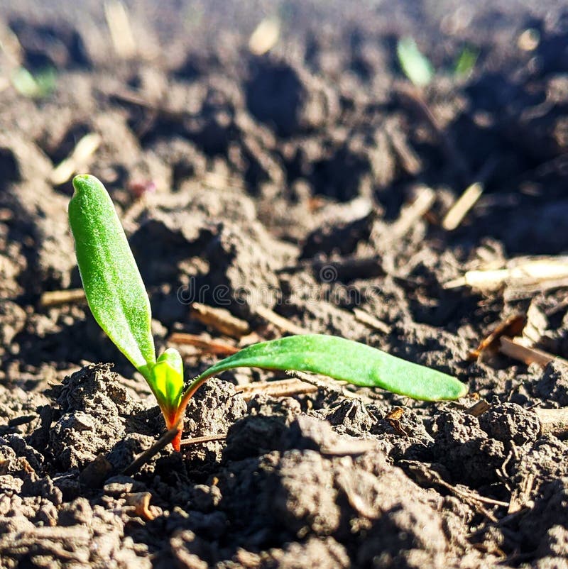 The First Spring Shoots of Sugar Beet Stock Image - Image of soil ...