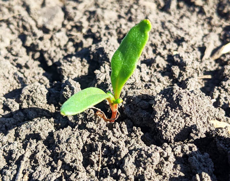 The First Spring Shoots of Sugar Beet Stock Image - Image of branch ...