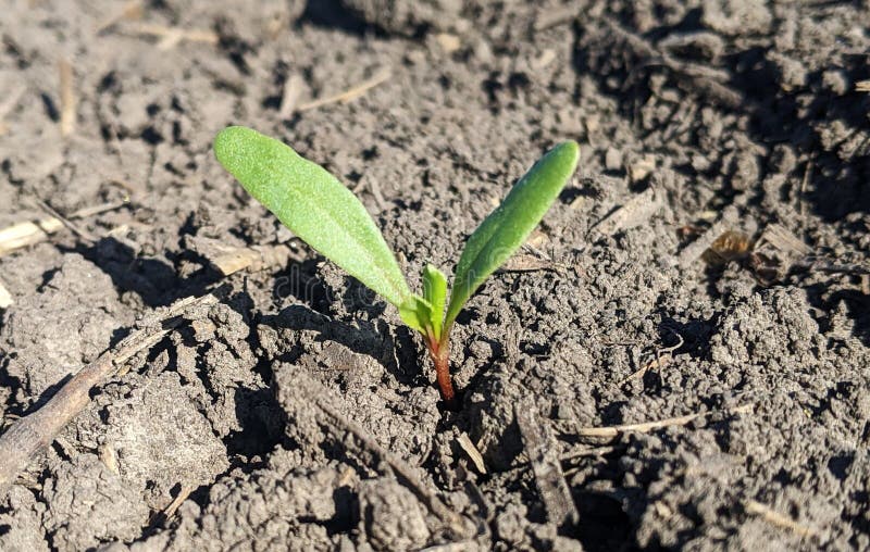 The First Spring Shoots of Sugar Beet Stock Photo - Image of shrub ...