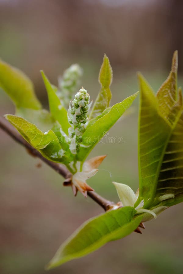 The First Spring Shoots of the Tree Stock Photo - Image of spring ...