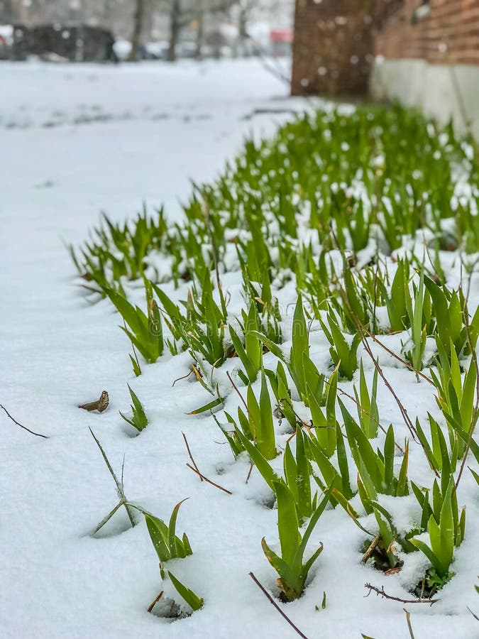 First Spring Snow in Brooklyn Green Plants Under the Snow March 21 2018 ...