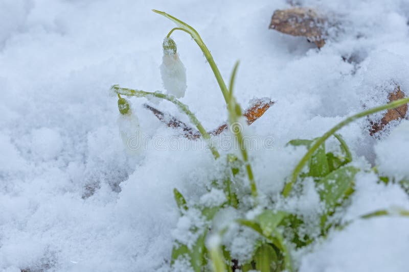 First Spring Snowdrops Flowers Under the Snow Stock Image - Image of ...