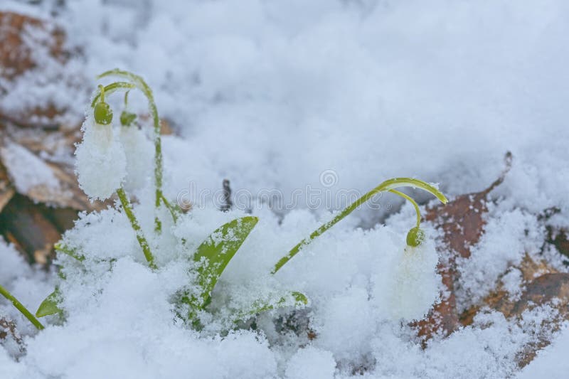 First Spring Snowdrops Flowers Under the Snow Stock Photo - Image of ...