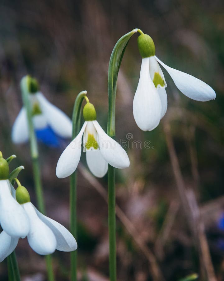 First Spring Snowdrops in the Wild. Flowers of Galanthus Stock Image ...