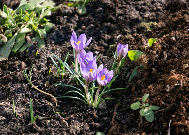 The First Spring Soft Purple Crocus Flowers, the First Sign of Spring ...