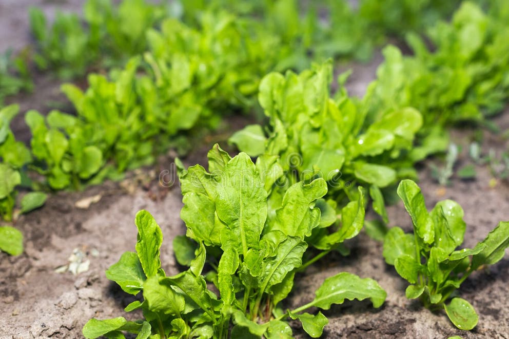 The First Spring Sorrel in the Garden Stock Photo - Image of grow ...