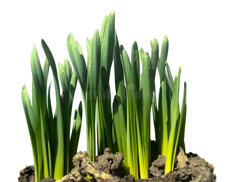 First Spring Sprouts of Daffodil Isolated on White Background Stock ...