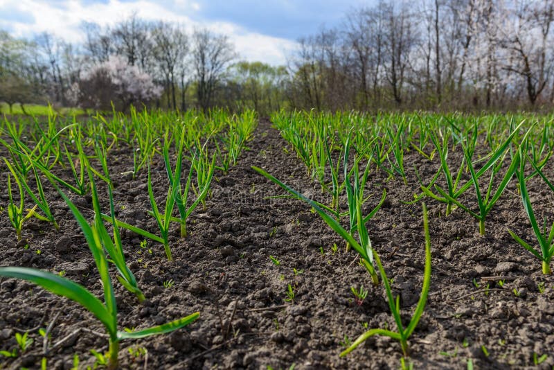 First spring sprouts. stock image. Image of cultivated - 111464341