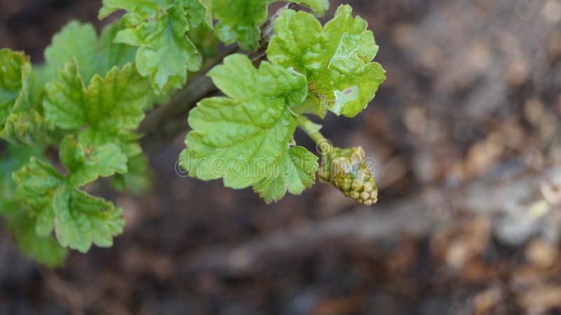 First Spring Sprouts in the Garden after the Rain Stock Photo - Image ...