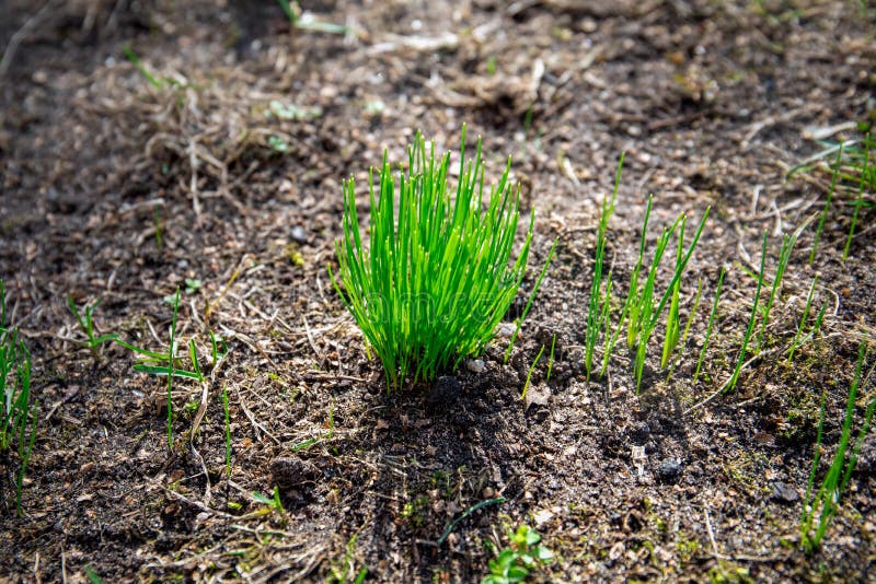 First Spring Sprouts, Green Grass Stock Image - Image of healthy ...