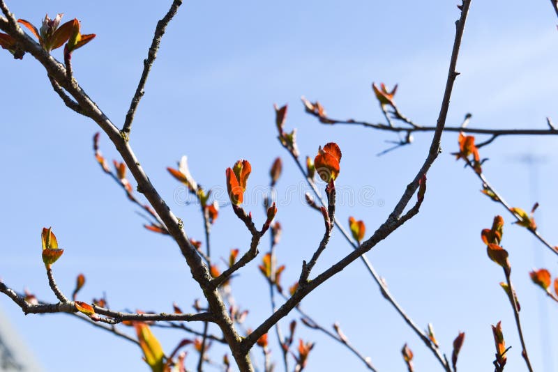 The Awakening of Spring. the Swelling Buds on the Trees. Stock Photo ...