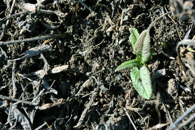 First Spring Sprouts of Sage Plant Growing on Background of Black Earth ...