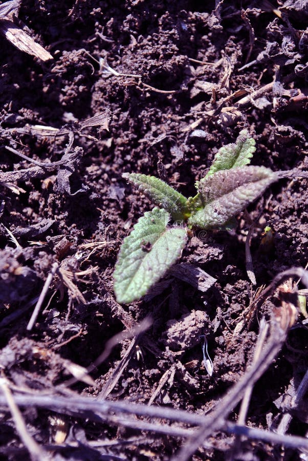 First Spring Sprouts of Sage Plant Growing on Background of Black Earth ...