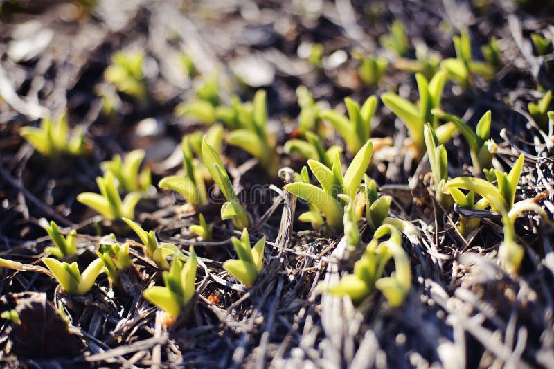 First Spring Sprouts in Sunny Day Stock Image - Image of gardener ...