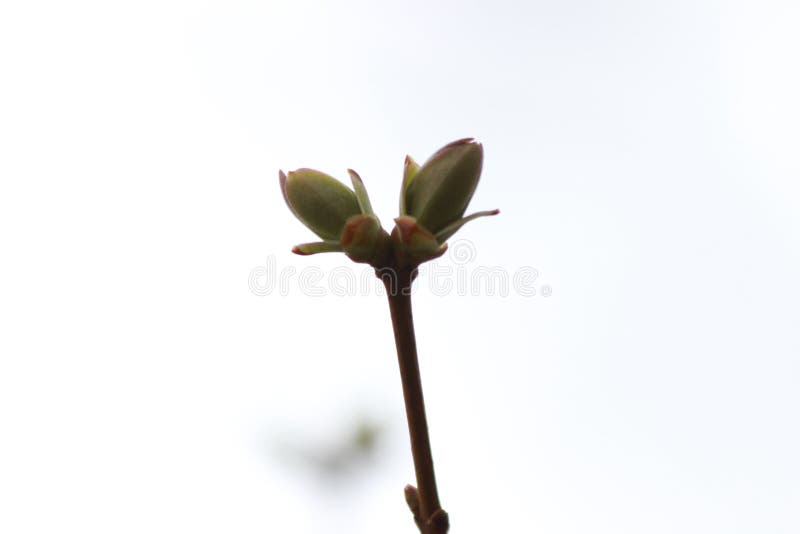 The First Spring Sprouts on Trees Stock Photo - Image of beautiful ...