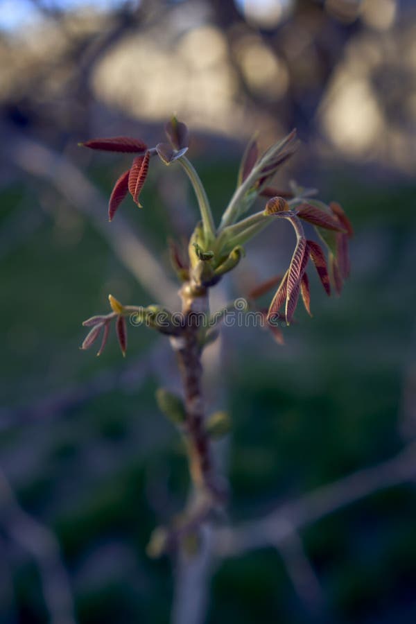 The First Spring Sprouts of a Walnut Tree Stock Image - Image of shoot ...