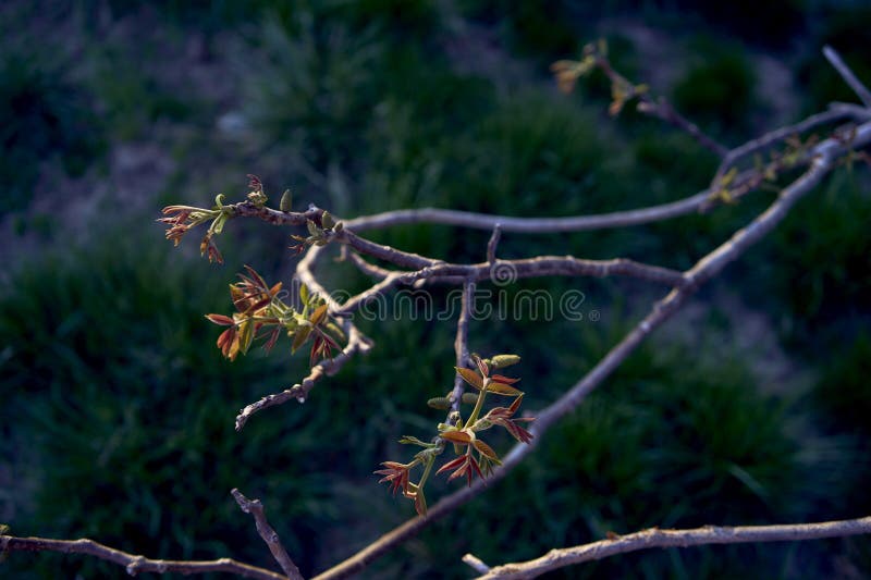 The First Spring Sprouts of a Walnut Tree Stock Photo - Image of nature ...