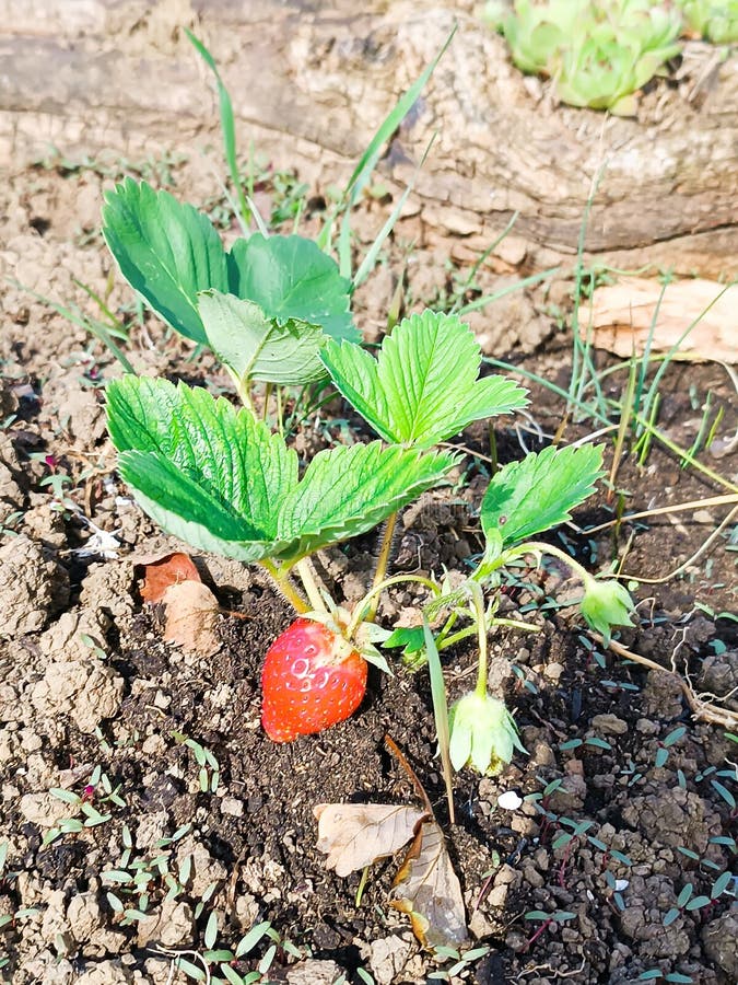 The First Spring Strawberry Fruits in the Garden Stock Photo - Image of ...