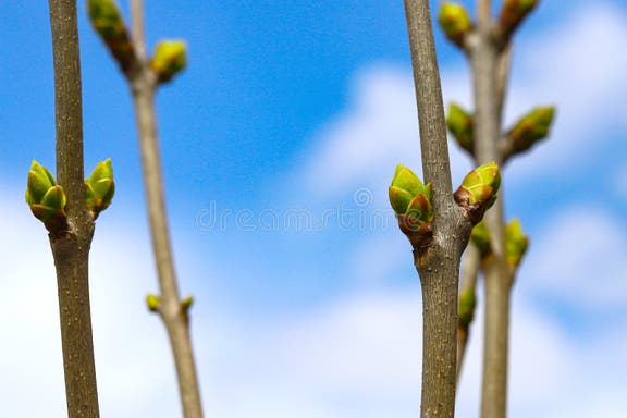 The First Spring Tender Buds and Branches on a Background of a Blue ...