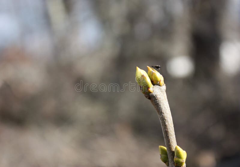 The First Spring Tender Leaves, Buds and Branches Macro Background ...