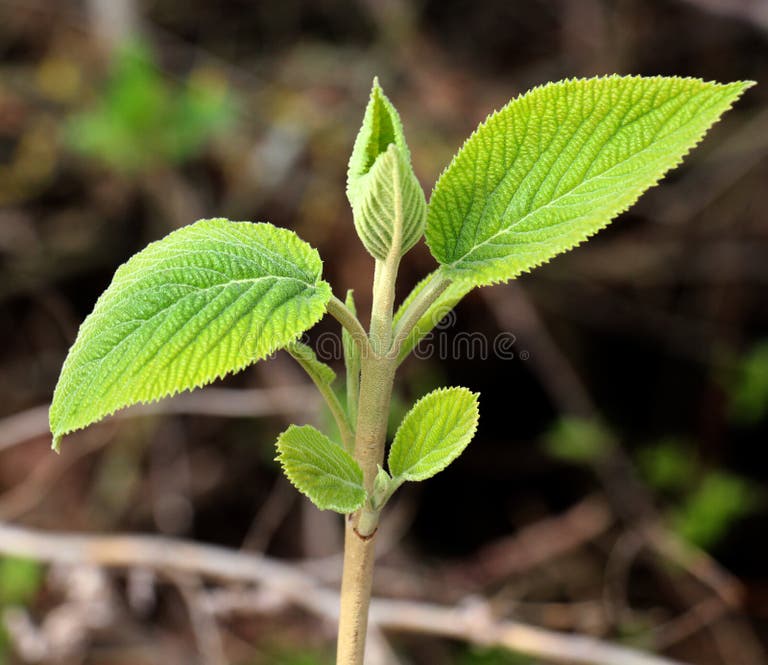 The First Spring Tree Shoots Stock Photo - Image of leaf, leaves: 351955900