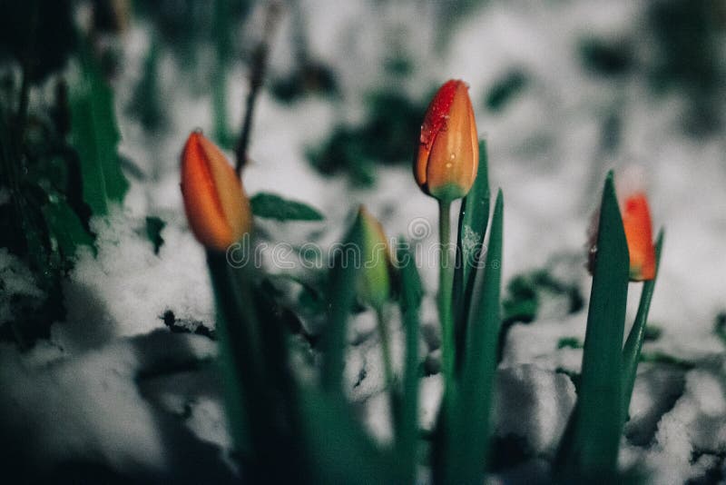 The First Spring Tulips Flowers Under the Snow. it is Snowing in the ...
