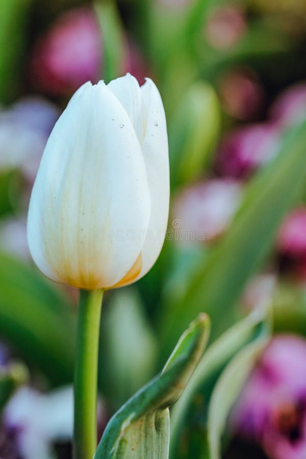 First Spring Tulips in the Garden Stock Photo - Image of grass, park ...