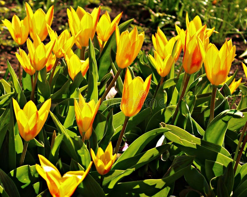 The First Spring Tulips on a Garden Bed on a Sunny Day Stock Image ...