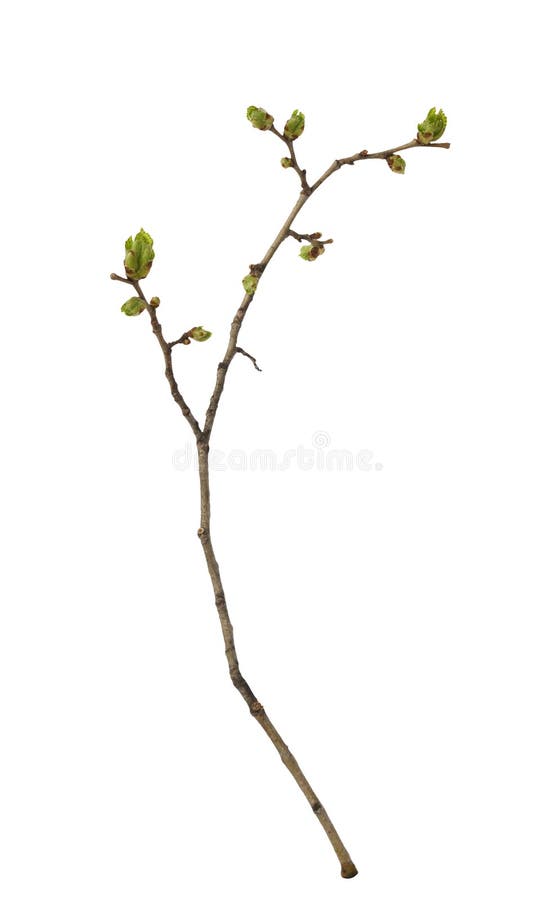 1,261 Small Spring Clip Stock Photos - Free & Royalty-Free Stock Photos ...