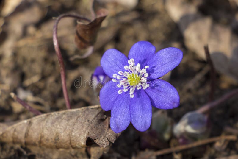First spring Violet flower stock photo. Image of floral - 51397184
