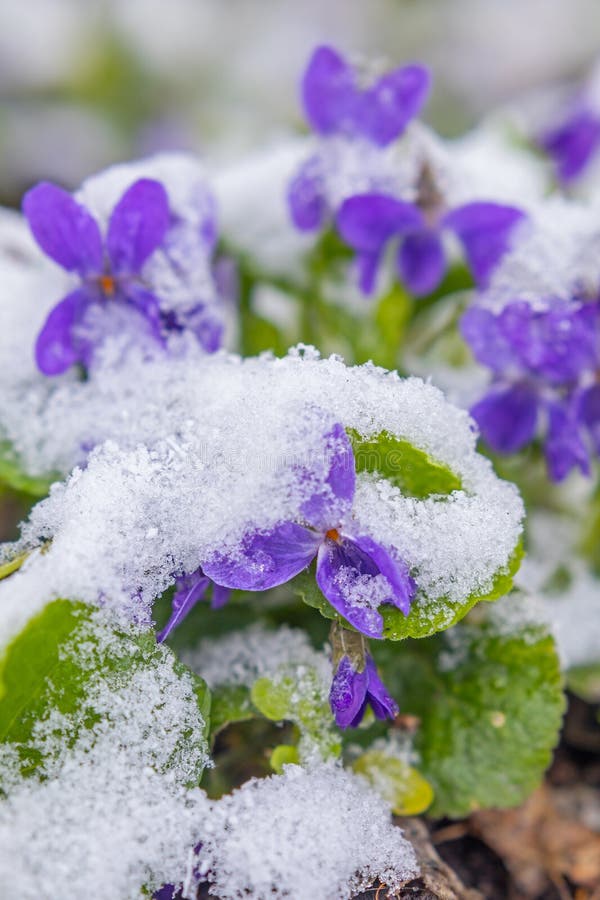 First Spring Violets Flowers Under Snow Stock Photo - Image of leaf ...