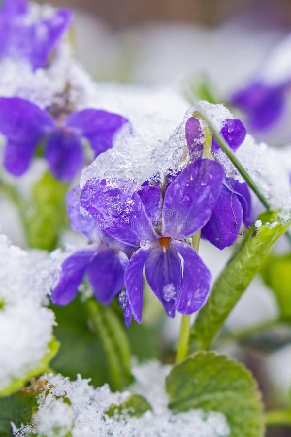 First Spring Violets Flowers Under Snow Stock Image - Image of early ...