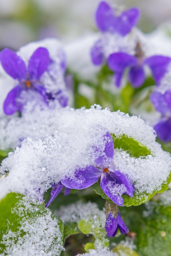 First Spring Violets Flowers Under Snow Stock Image - Image of leaf ...