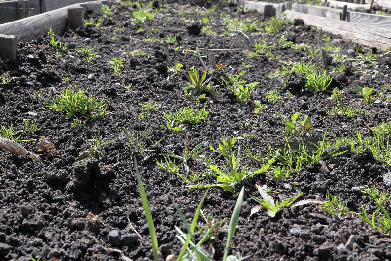The First Spring Weeds in the Garden Stock Image - Image of spring ...