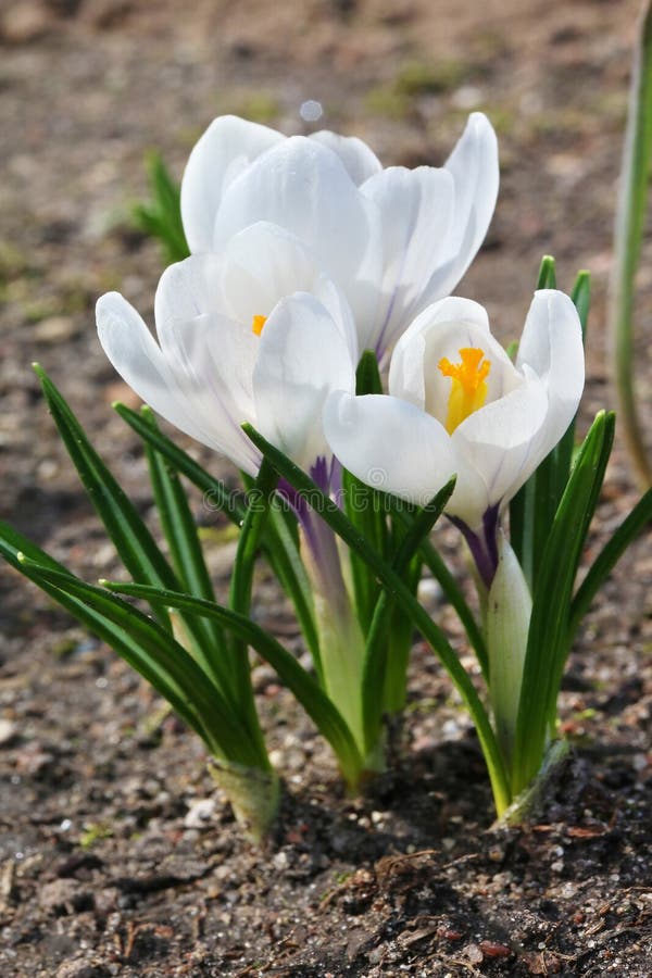 The First Spring White Crocuses Bloomed in a Forest Glade Stock Image ...