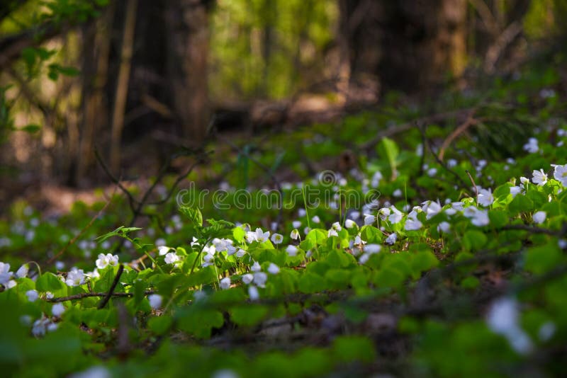First Spring White Wildflowers in the Forest Stock Image - Image of ...