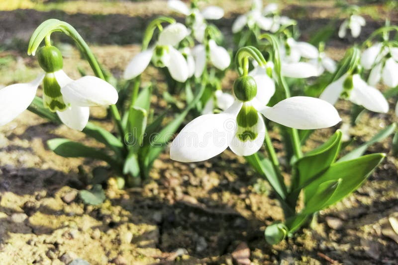 The First Spring Wildflowers. White Snowdrops in the Garden, in the ...