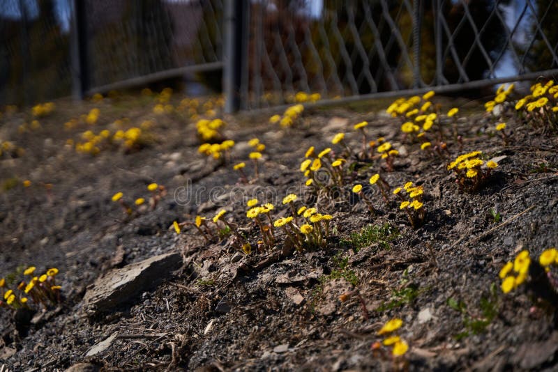 First Spring Yellow Dandelion Pop Up from the Ground Stock Image ...