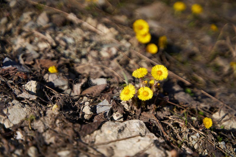First Spring Yellow Dandelion Pop Up from the Ground Stock Image ...