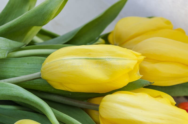 First spring yellow tulips stock image. Image of love - 111522493