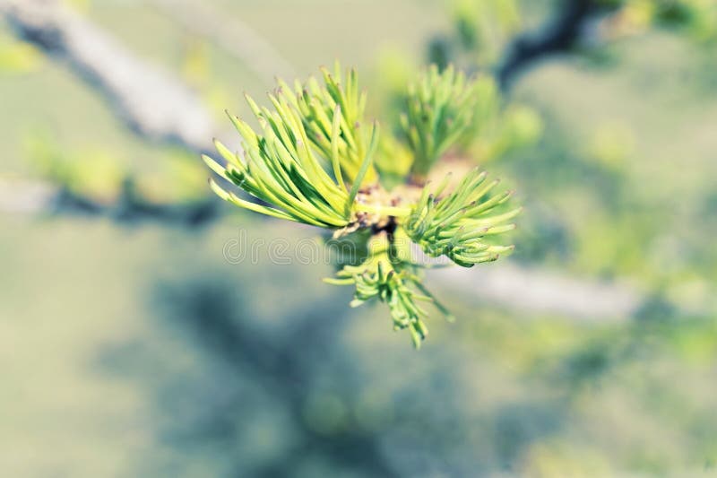 The First Spring Young Leaves of a Larch Needle Close-up on a Blurred ...