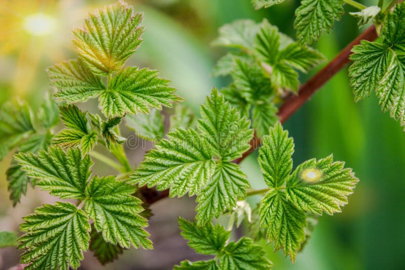 Raspberry Leaves in the Garden Stock Image - Image of green, botany ...
